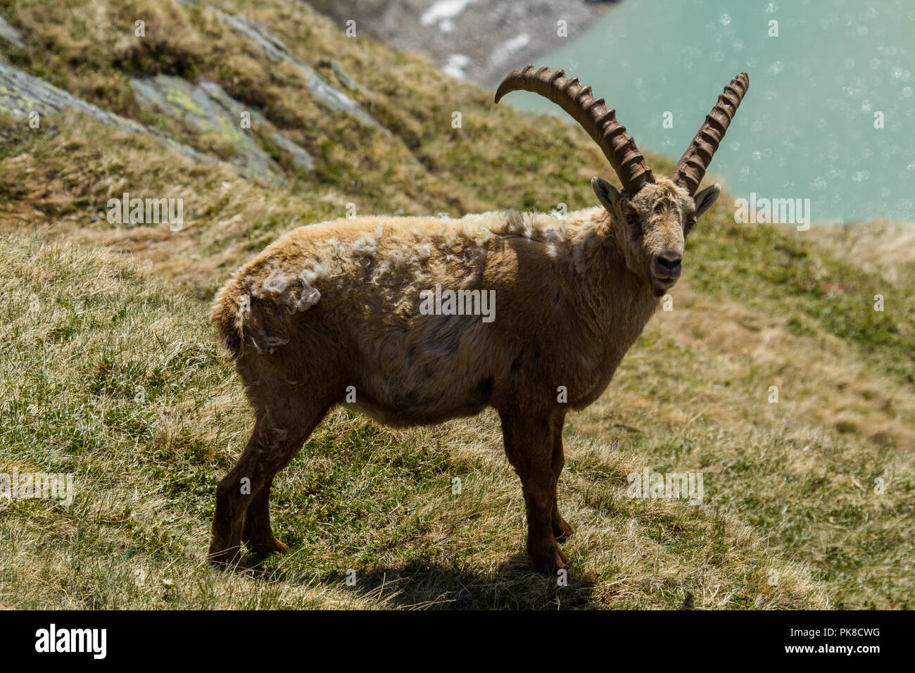 Alpen steinbock hi-res stock photography and images - Alamy