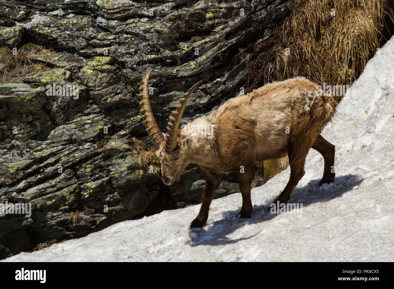 Alpen steinbock hi-res stock photography and images - Alamy