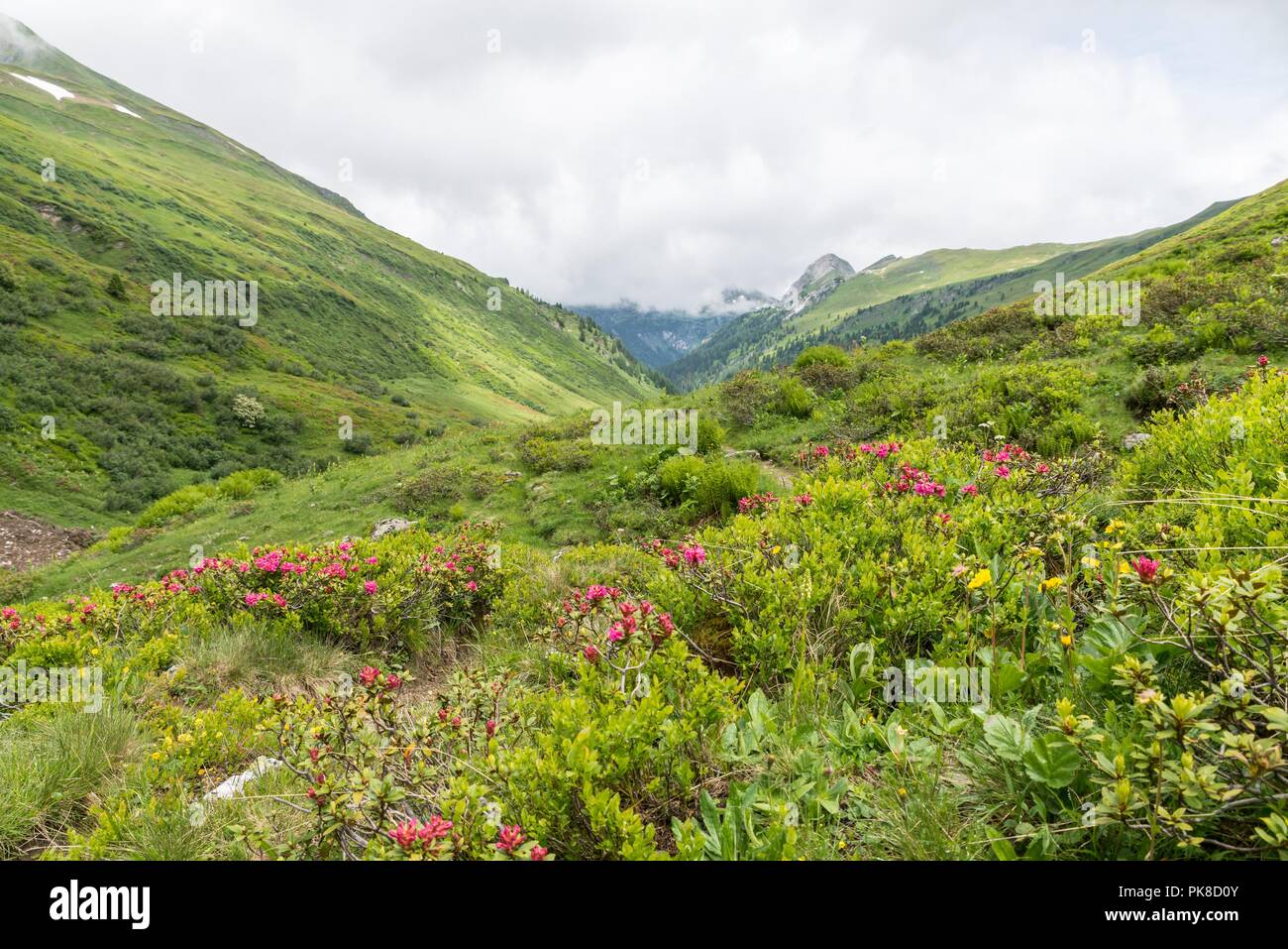 Alpine rose bush and mist in a valley in the Alps, Austria Stock Photo ...