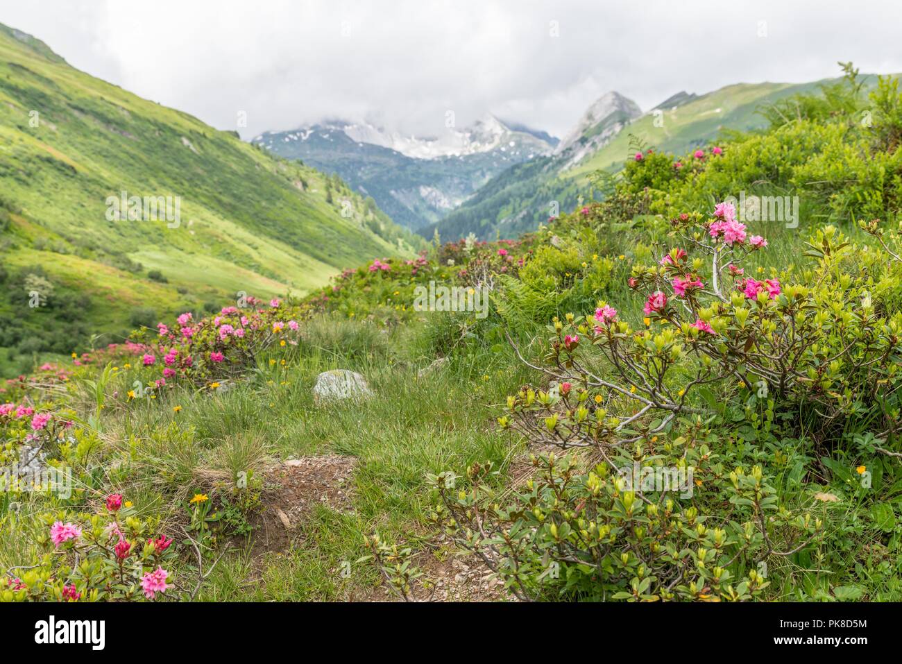 Alpine rose bush and mist in a valley in the Alps, Austria Stock Photo ...