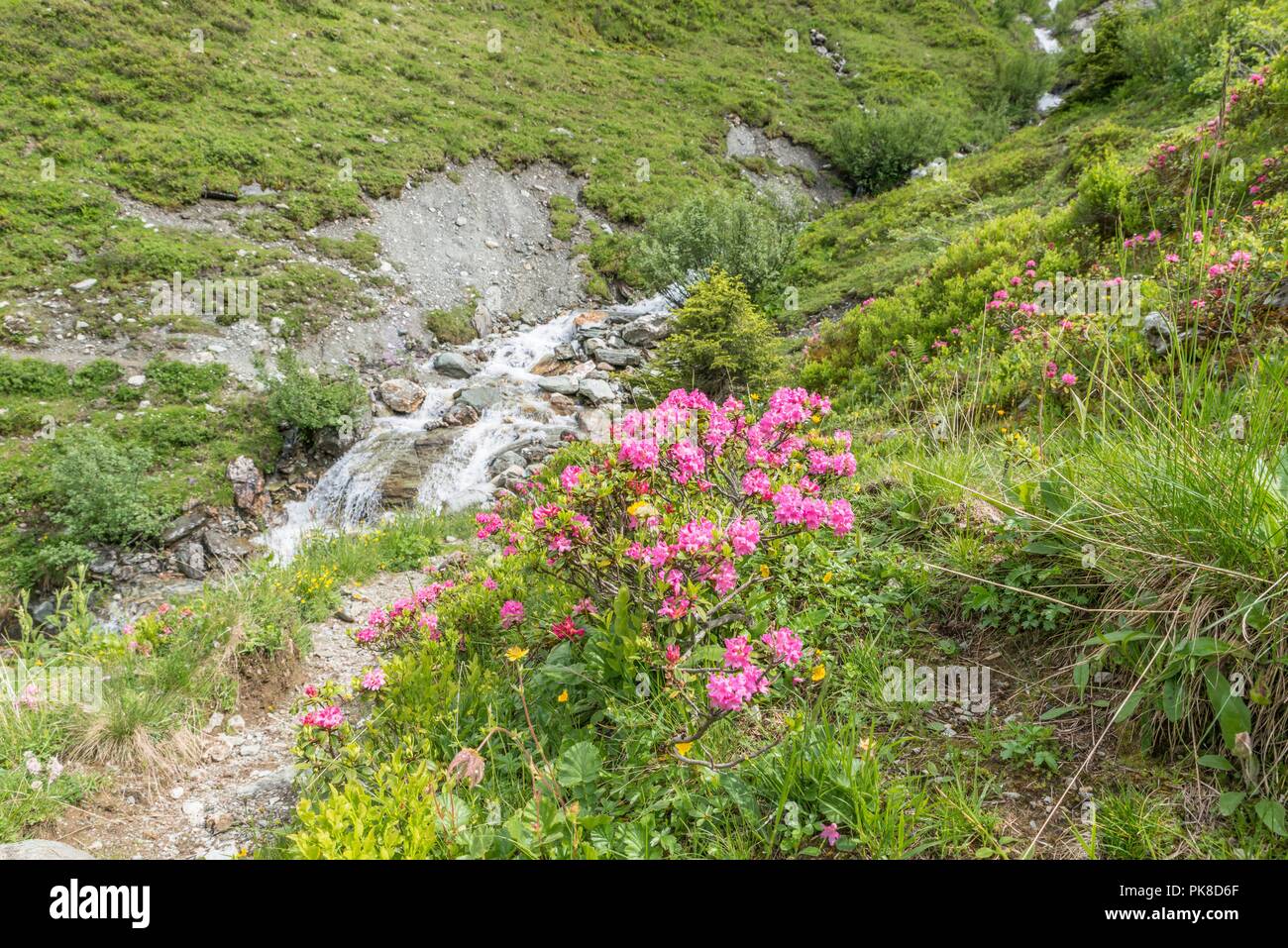 Alpine rose bush and mist in a valley in the Alps, Austria Stock Photo ...