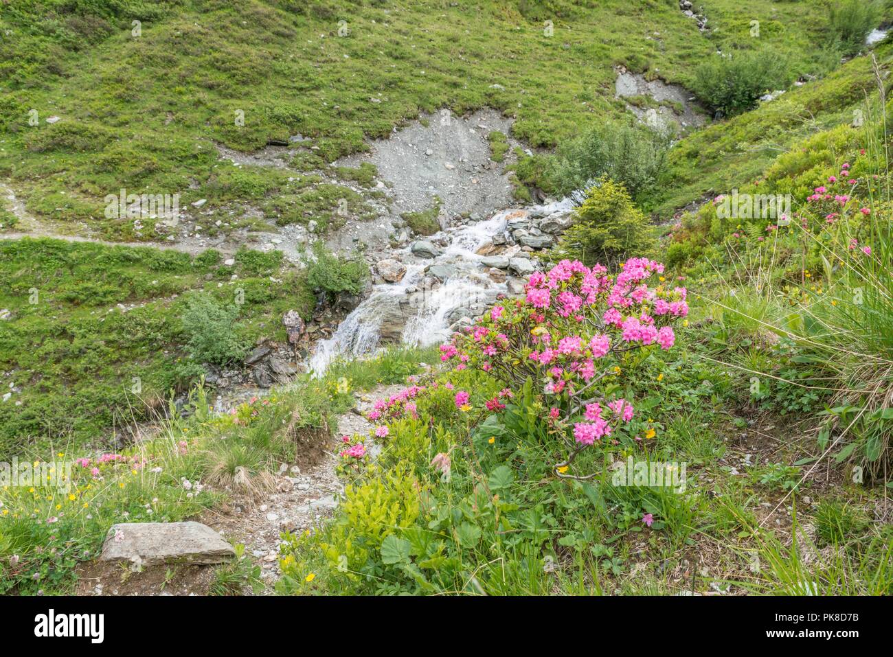Alpine rose bush and mist in a valley in the Alps, Austria Stock Photo ...