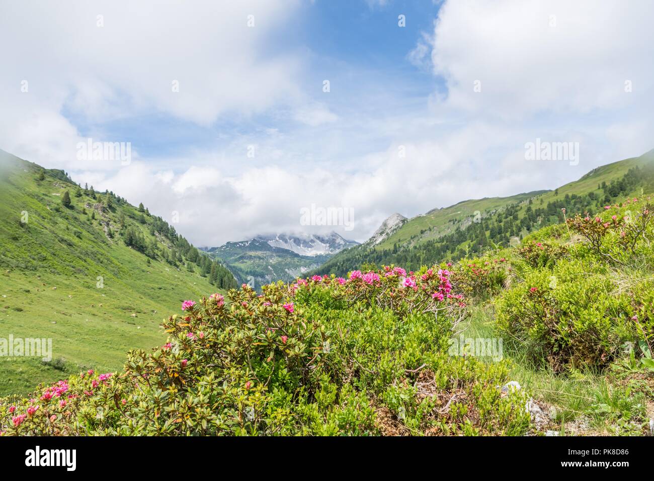 Alpine rose bush and mist in a valley in the Alps, Austria Stock Photo ...
