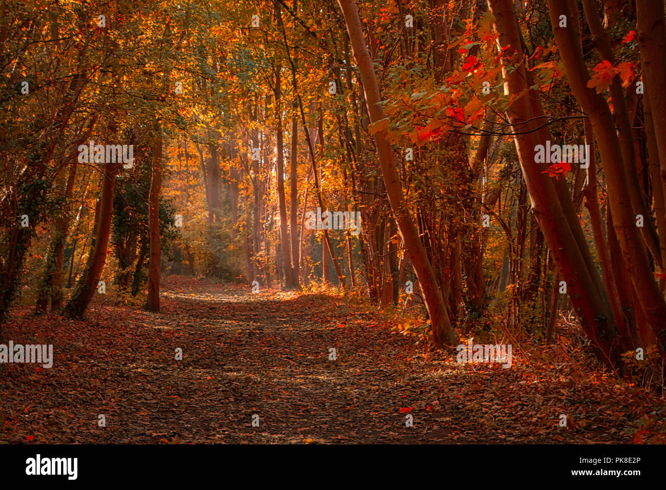 A peaceful walk through the woodlands of Clare Country Park Stock Photo ...
