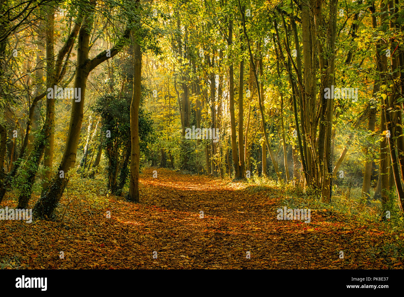 A peaceful walk through the woodlands of Clare Country Park Stock Photo ...