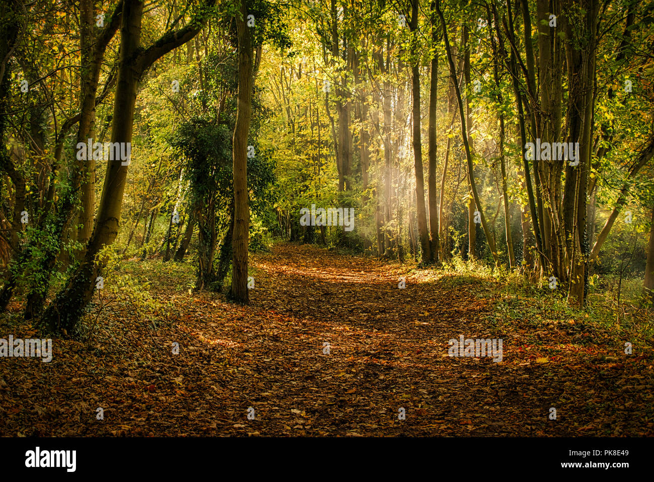 A peaceful walk through the woodlands of Clare Country Park Stock Photo ...