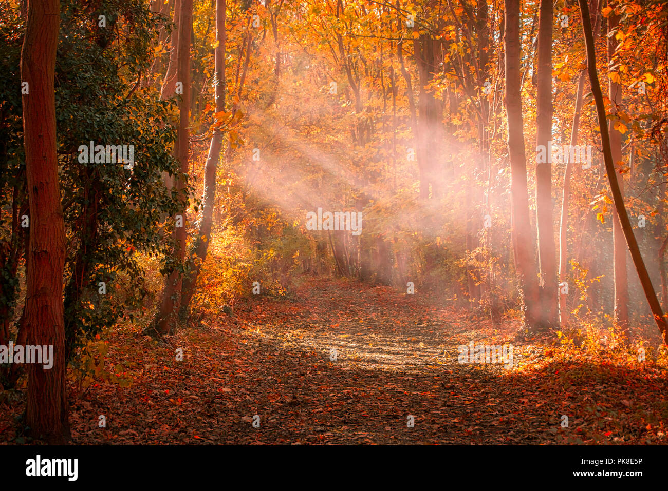 A peaceful walk through the woodlands of Clare Country Park Stock Photo ...
