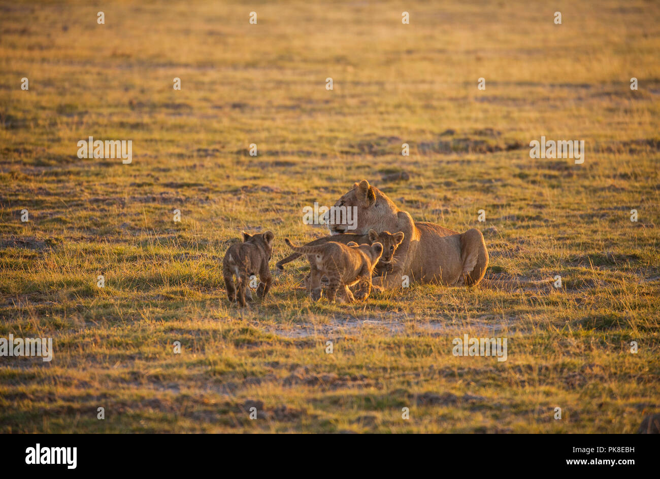 Mom lion invites the remaining four cubs to retreat from the open space ...