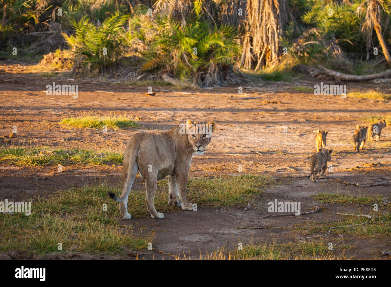 Mom lion invites the remaining four cubs to retreat from the open space ...