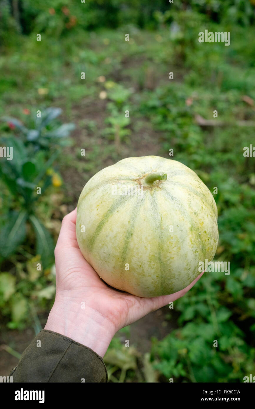 A gardener harvests a ripe charentais melon, a French variety of ...