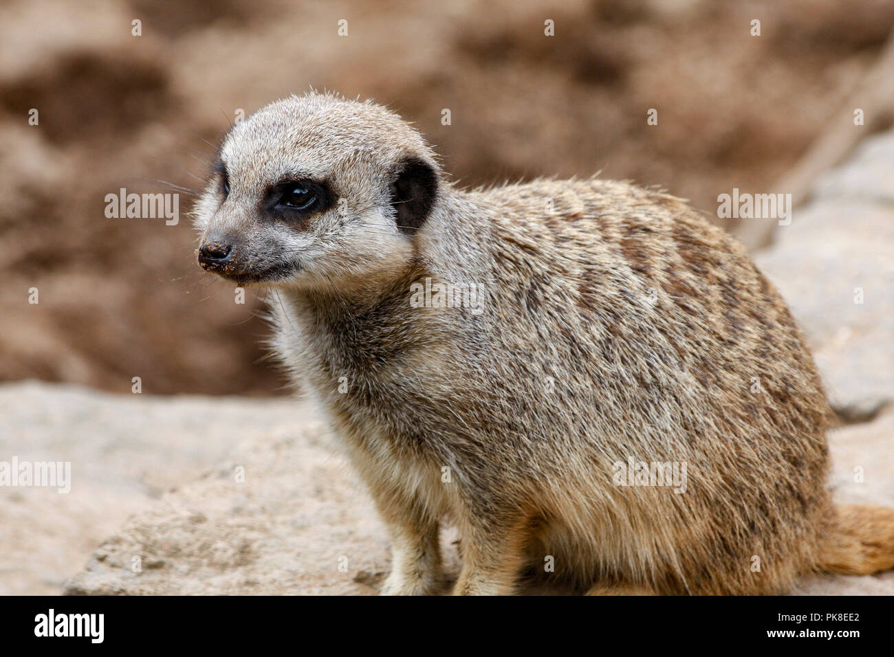 Single meerkat (suricata suricatta) a carnivore of the mongoose family ...