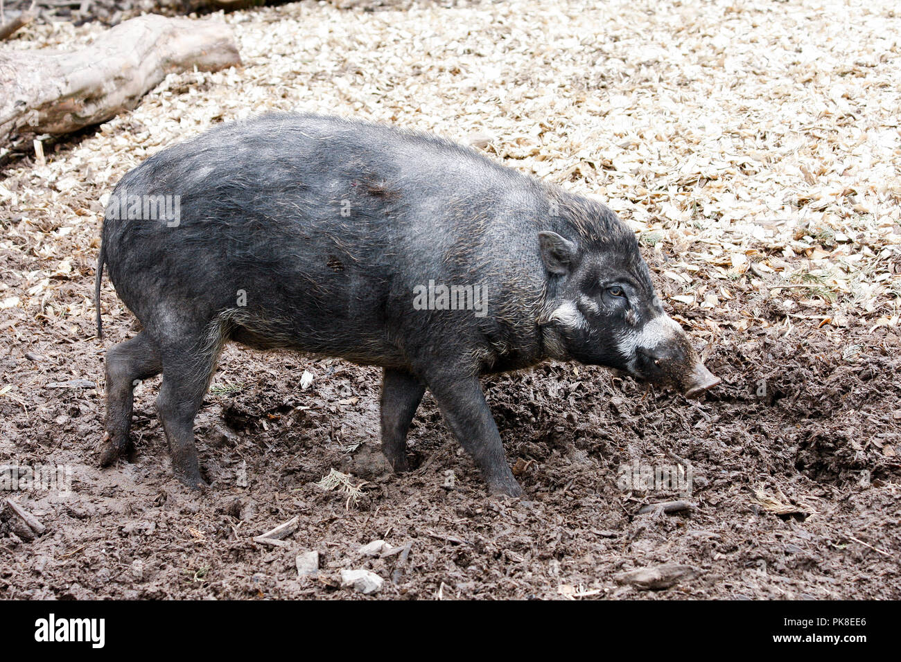 Visayan warty pig (sus cebifrons negrinus) a critically endangered ...