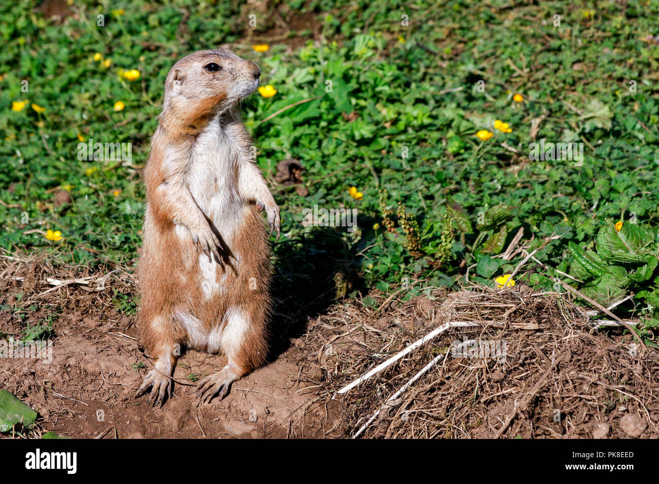 Single black-tailed prairie dog (cynomys ludovicianus) standing upright ...