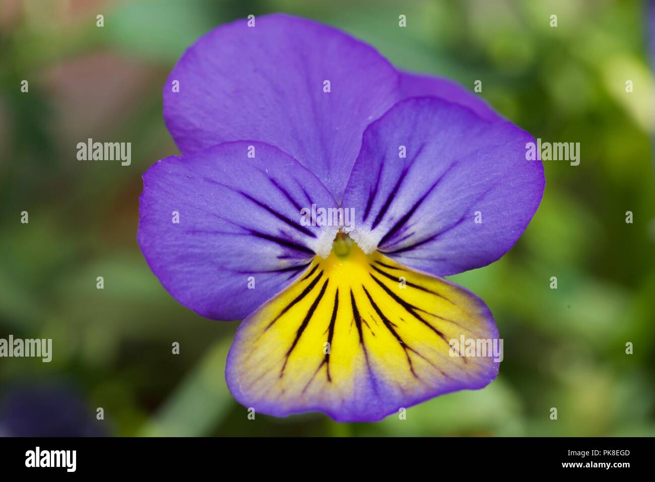 Botany viola hi-res stock photography and images - Alamy