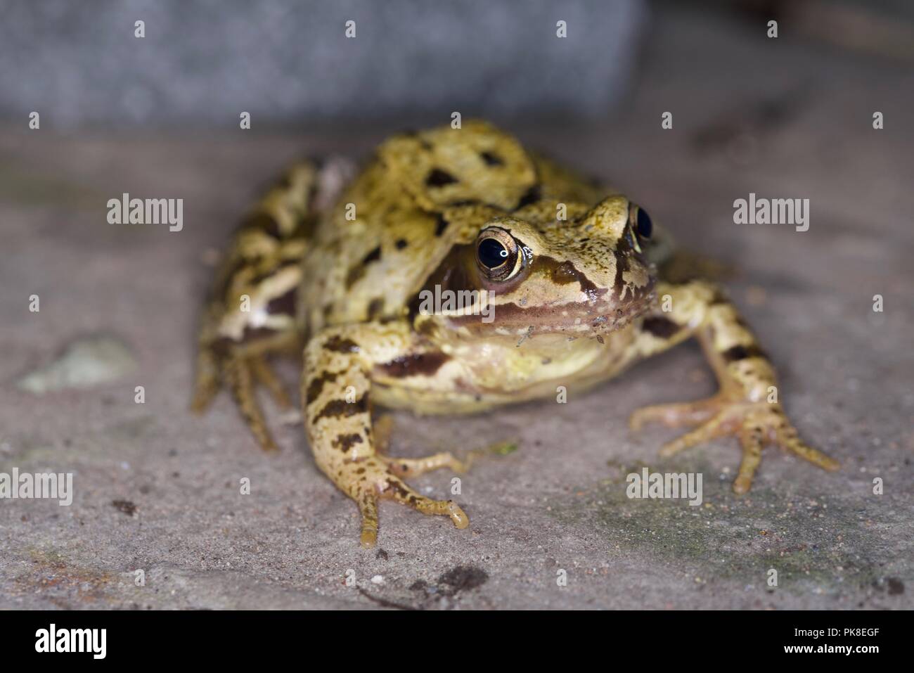 common frog in garden Stock Photo - Alamy