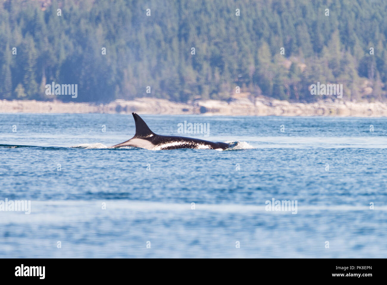 Orca swimming in Campbell river bay Stock Photo - Alamy