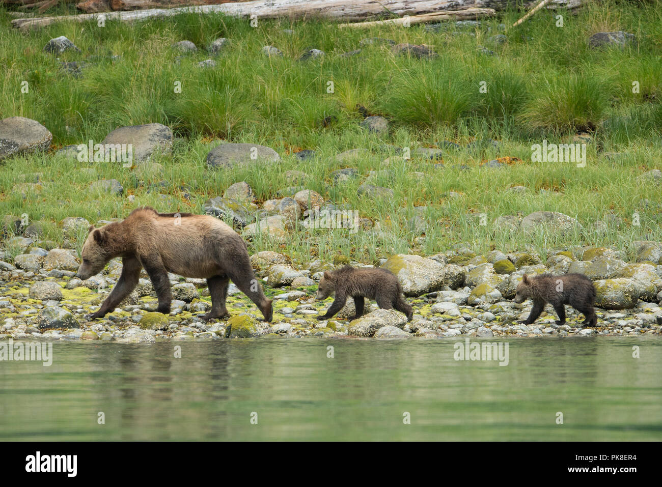 Grizzly bear mother with babies hi-res stock photography and images - Alamy