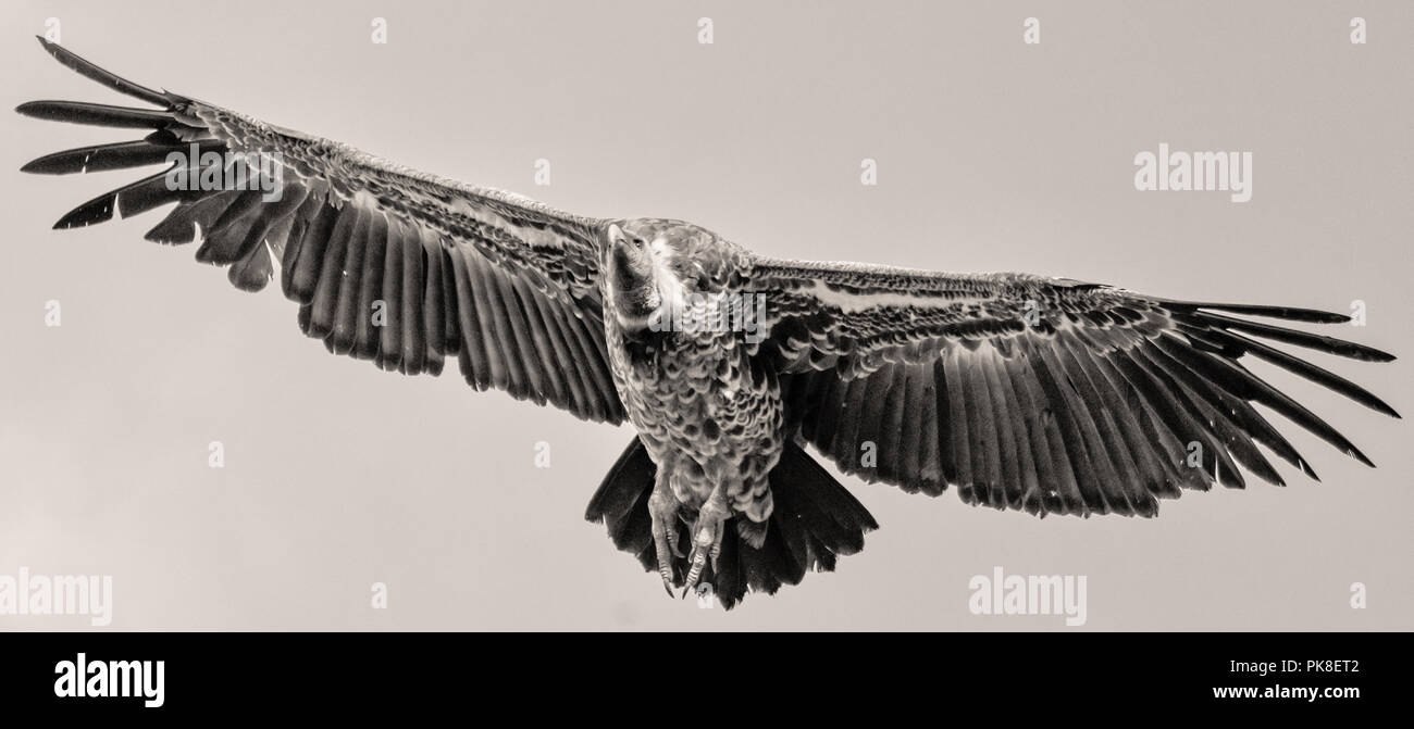 Soaring vultures hi-res stock photography and images - Alamy
