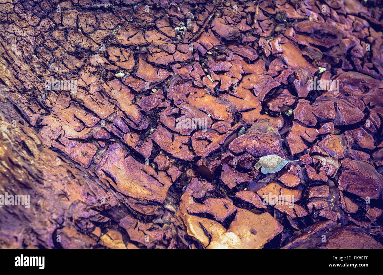Fallen leaf on the floor of colors and cracked, a place studied for its ...