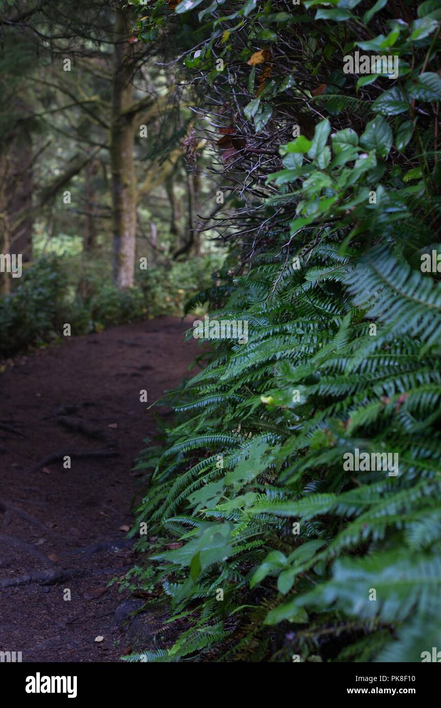 Ferns growing along a trail at Cape Perpetua in Oregon, USA Stock Photo ...