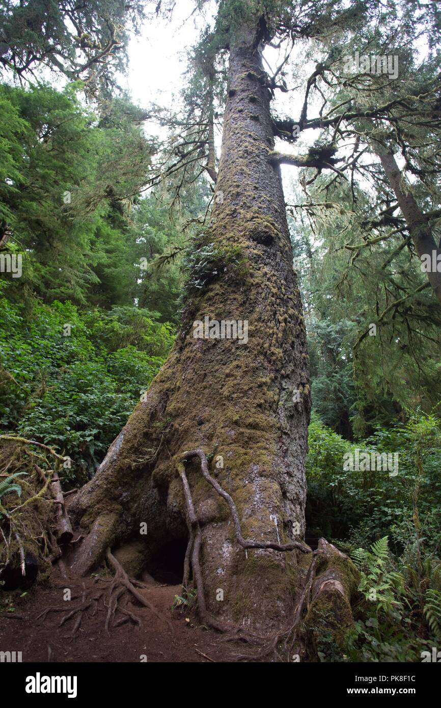 The giant spruce at Cape Perpetua in Oregon, USA Stock Photo - Alamy
