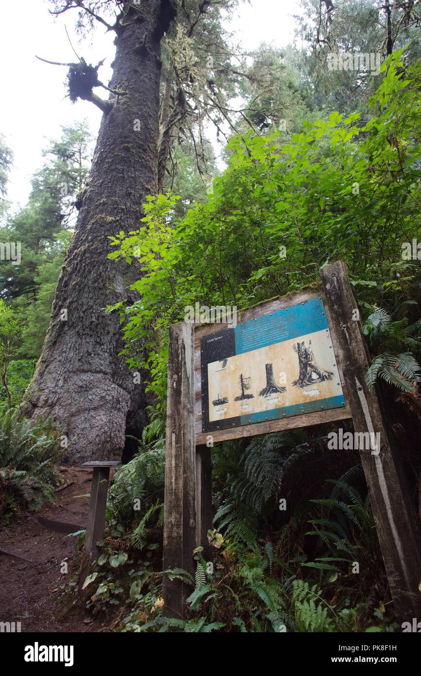 The giant spruce tree at Cape Perpetua in Oregon, USA Stock Photo - Alamy