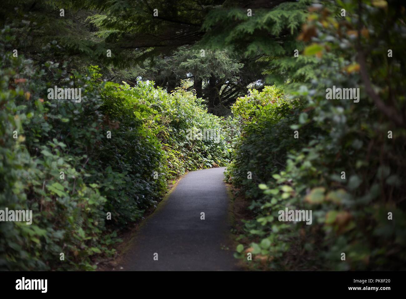 A trail in the forest at Cape Perpetua in Oregon, USA Stock Photo - Alamy
