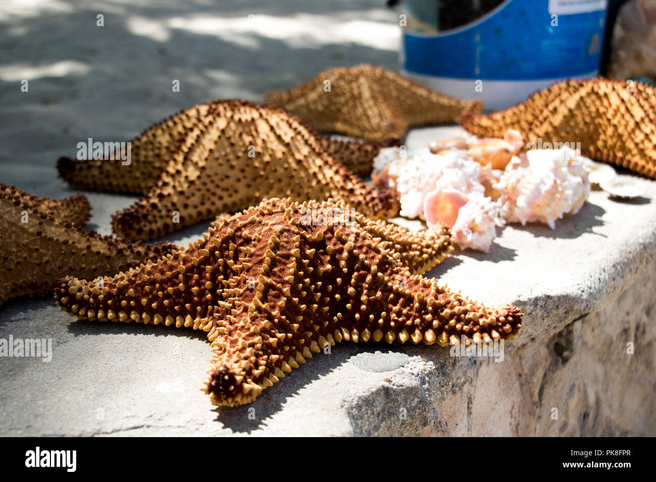 Star fish drying in the sun. Large underwater life Stock Photo - Alamy