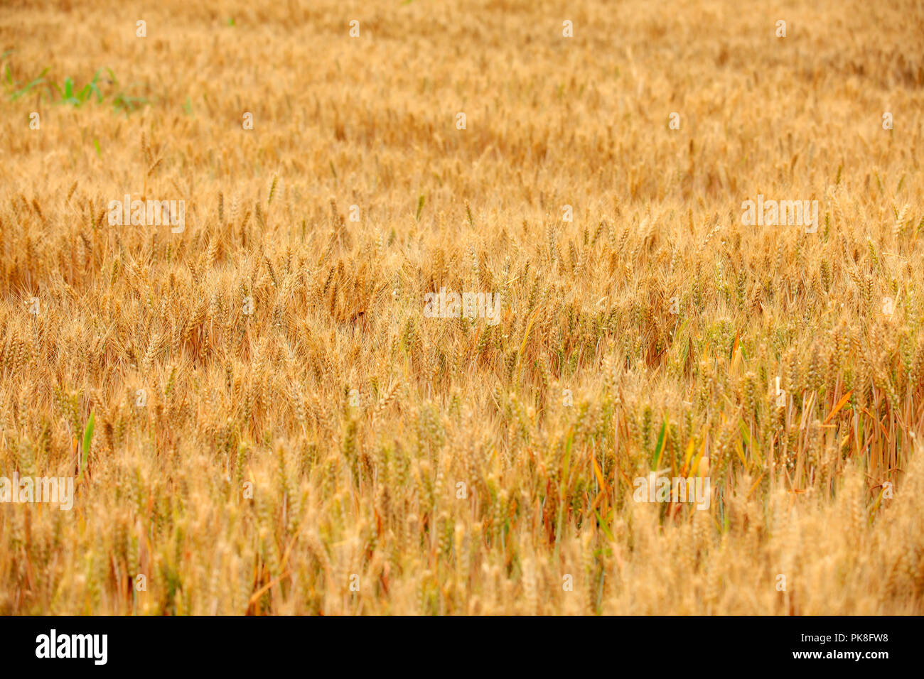 The golden wheat mature in the field Stock Photo - Alamy