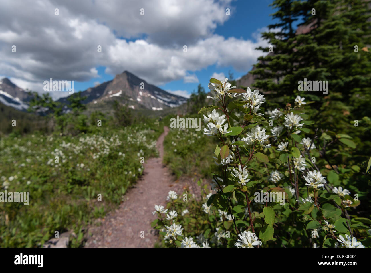Two medicine area glacier hi-res stock photography and images - Alamy