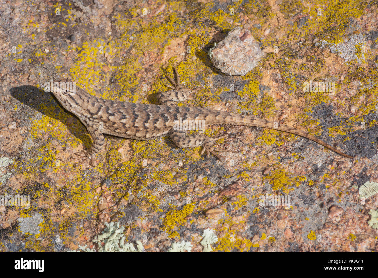Plateau fence lizard sceloporus tristichus hi-res stock photography and ...