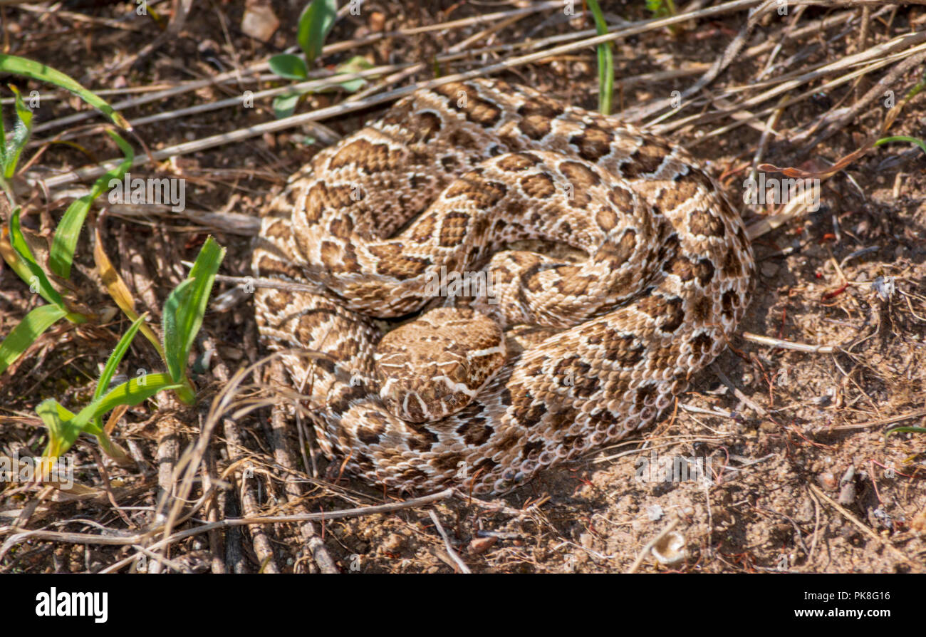 Very young Prairie Rattlesnake warming in morning sunlight, Gateway ...