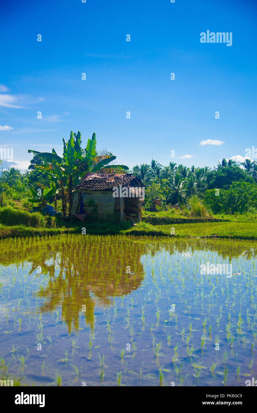 Rice field in Bali, Indonesia. Bali is an Indonesian island and known ...