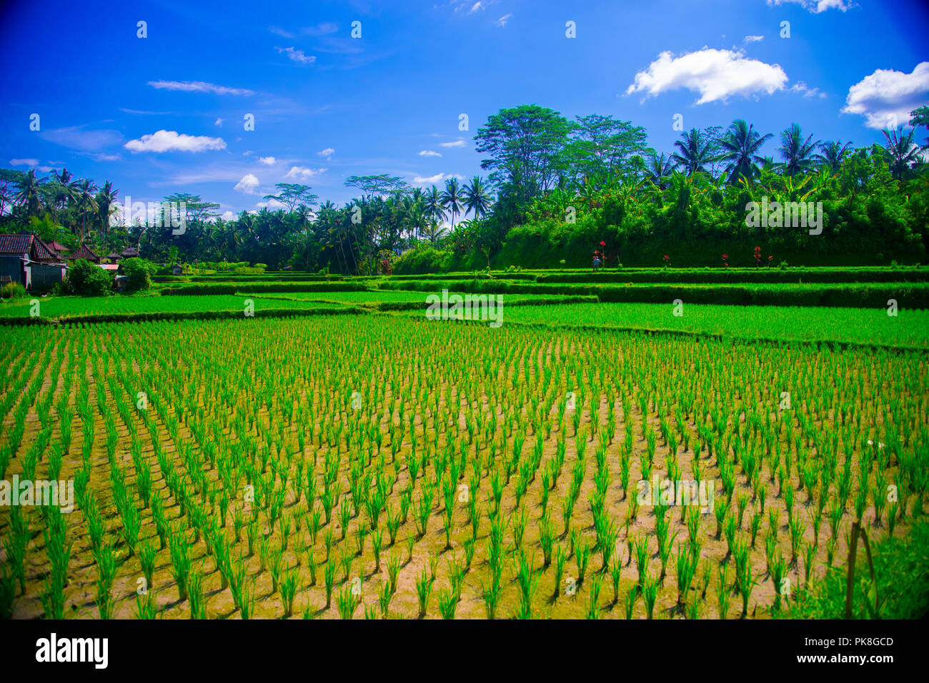 Rice field in Bali, Indonesia. Bali is an Indonesian island and known ...