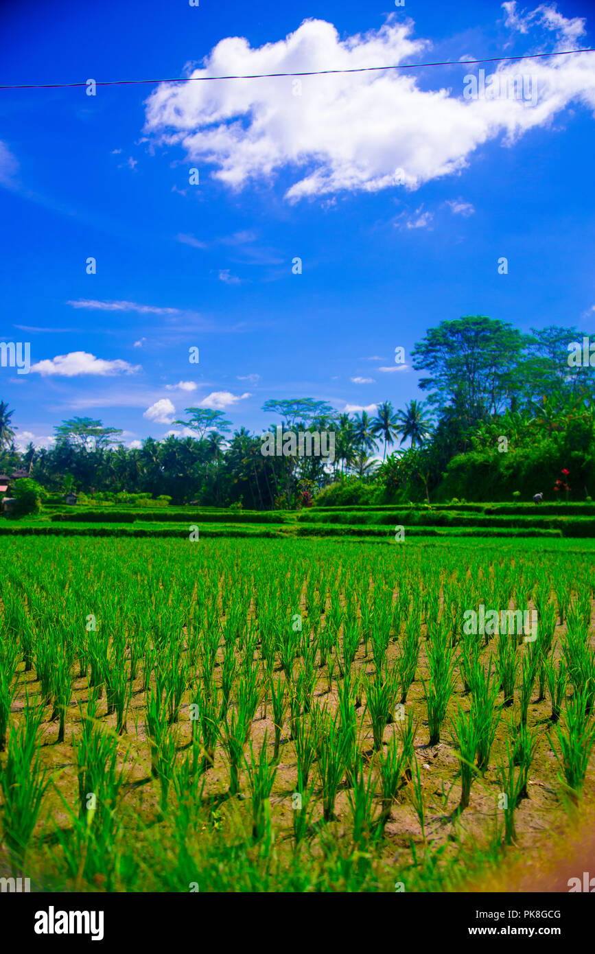 Rice field in Bali, Indonesia. Bali is an Indonesian island and known ...