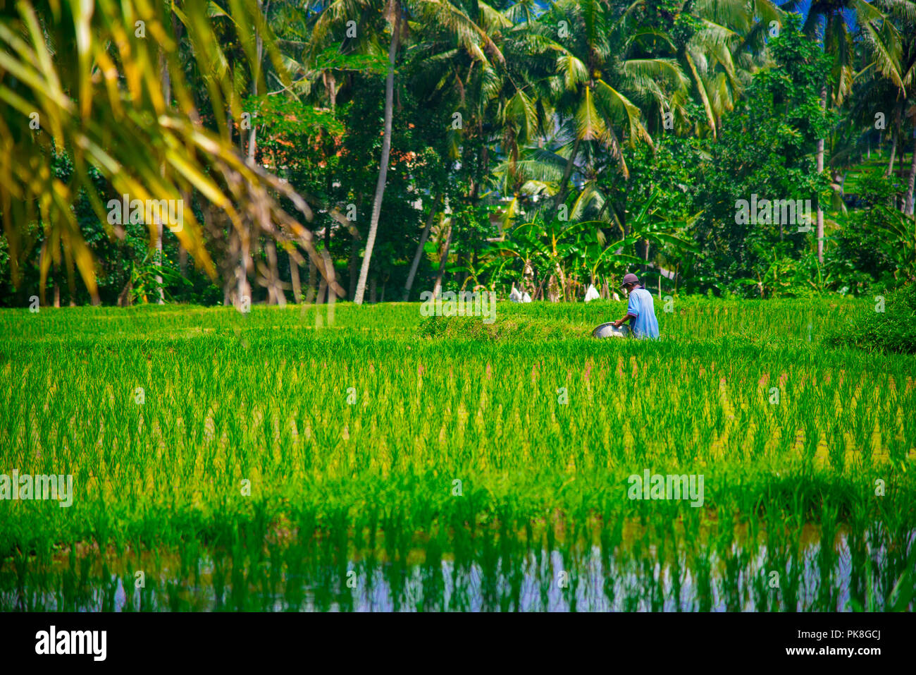 Rice field in Bali, Indonesia. Bali is an Indonesian island and known ...