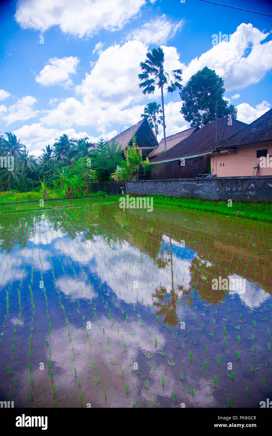 Rice field in Bali, Indonesia. Bali is an Indonesian island and known ...