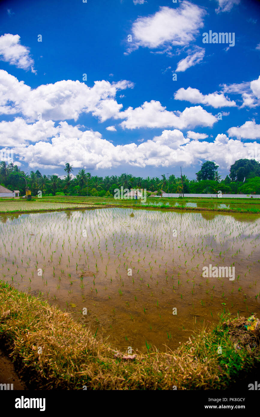 Rice field in Bali, Indonesia. Bali is an Indonesian island and known ...