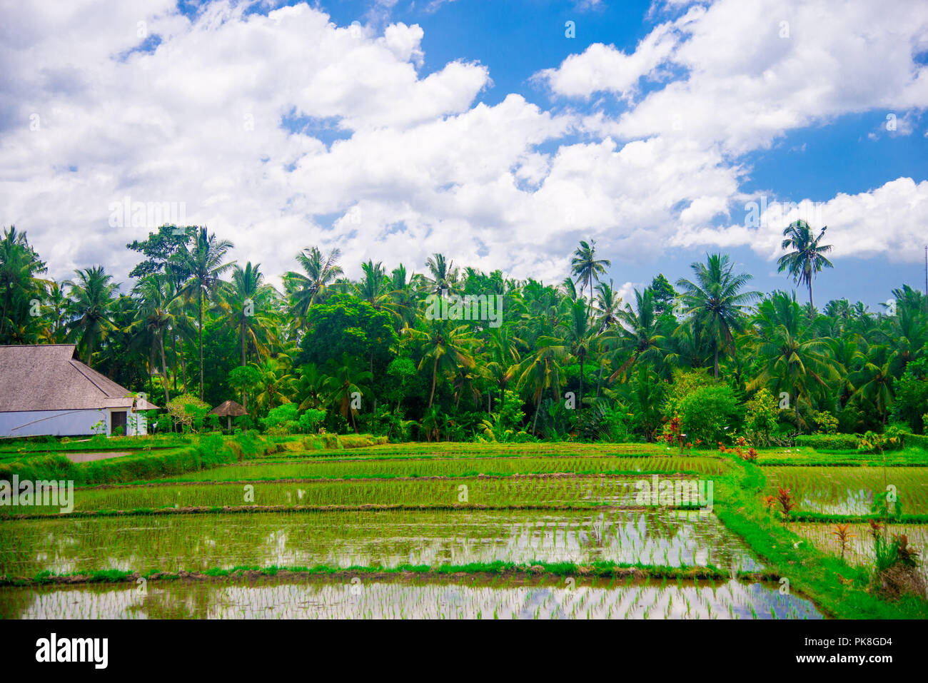 Rice field in Bali, Indonesia. Bali is an Indonesian island and known ...