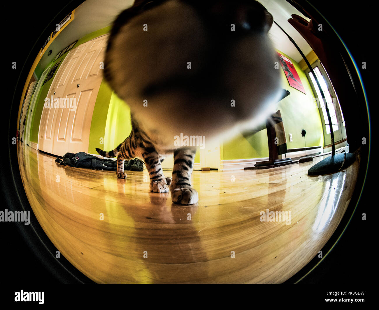 bengal cat face fisheye circular funny image Stock Photo - Alamy