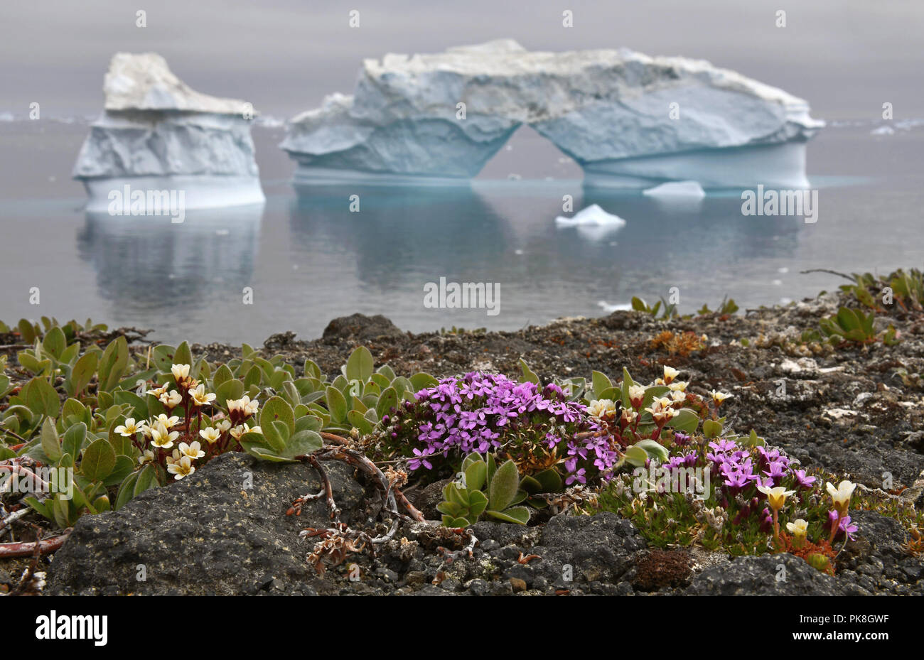 Iceberg floating in the water off the coast of Greenland. Flowers on ...