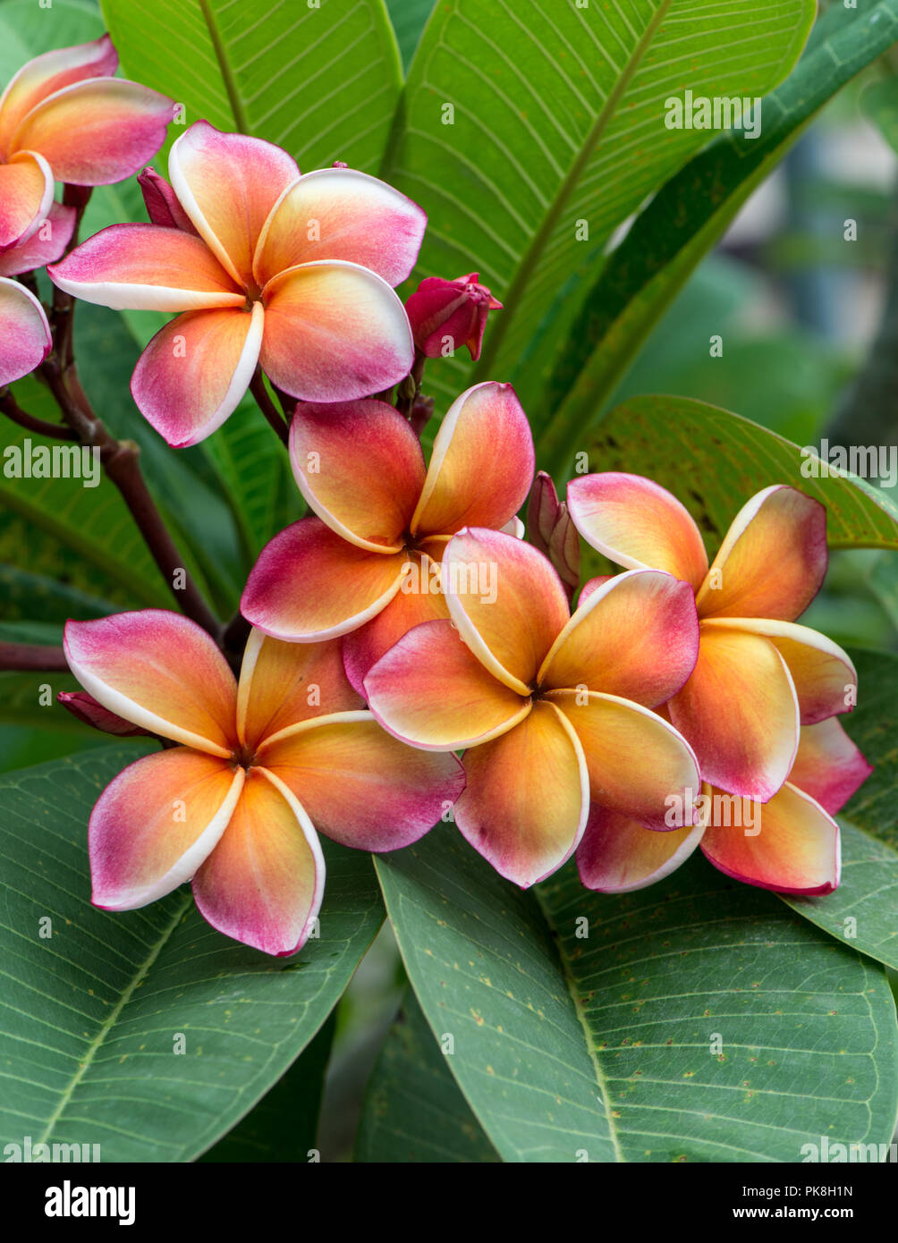 Red Plumeria Flower