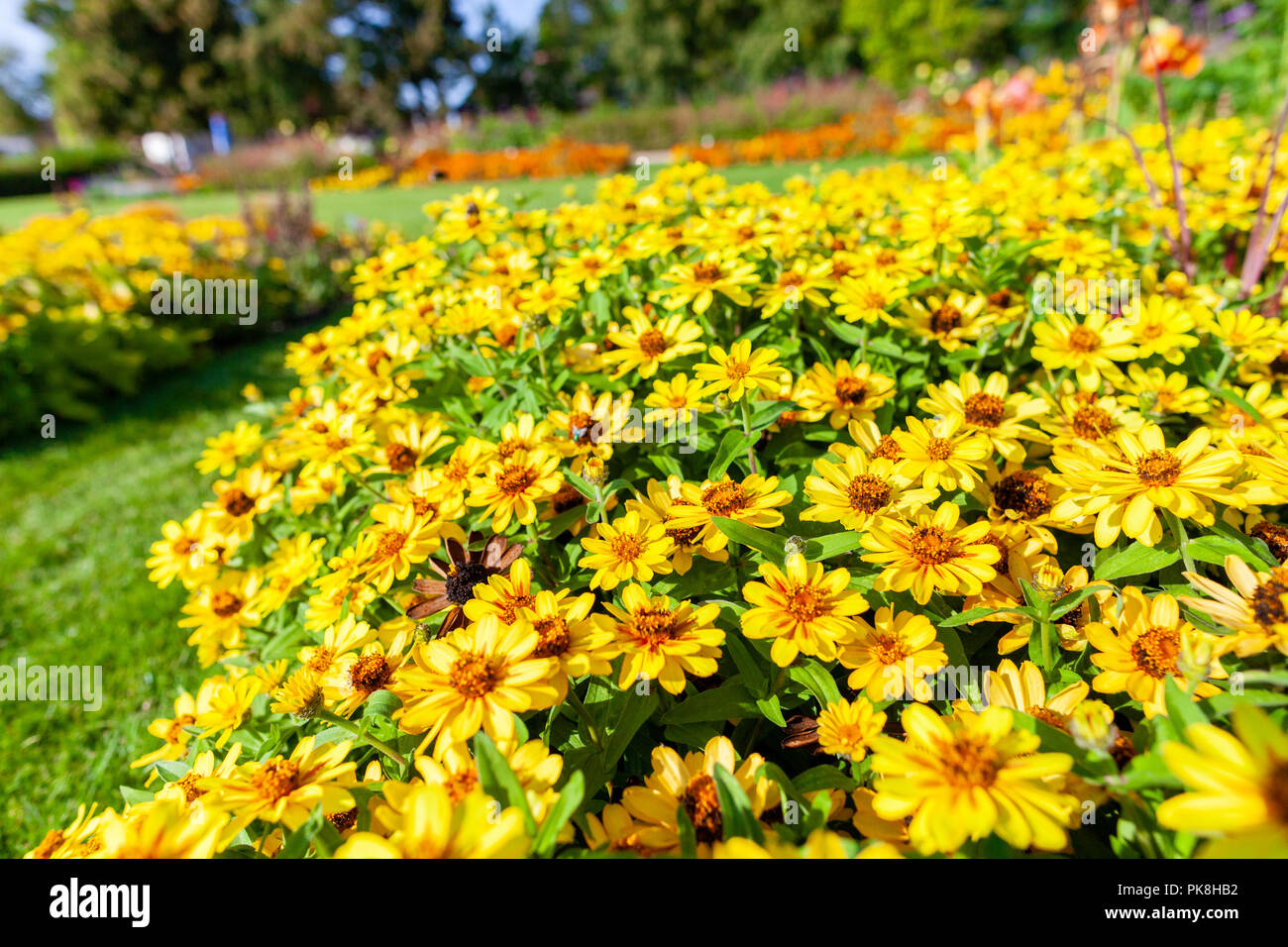 Yellow marigold flowers in a colorful garden Stock Photo - Alamy