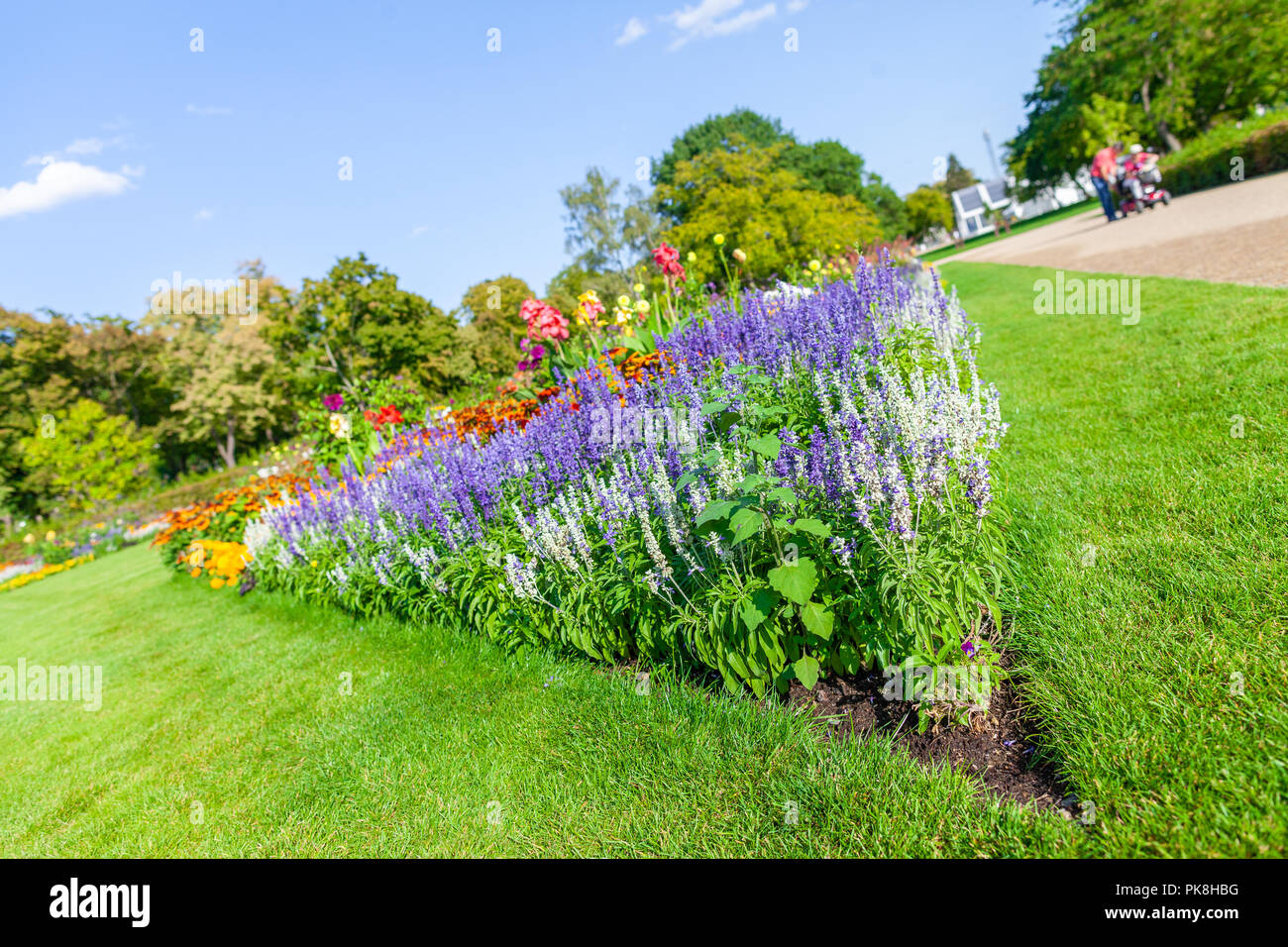 Different flowers in a colorful flower bed Stock Photo - Alamy