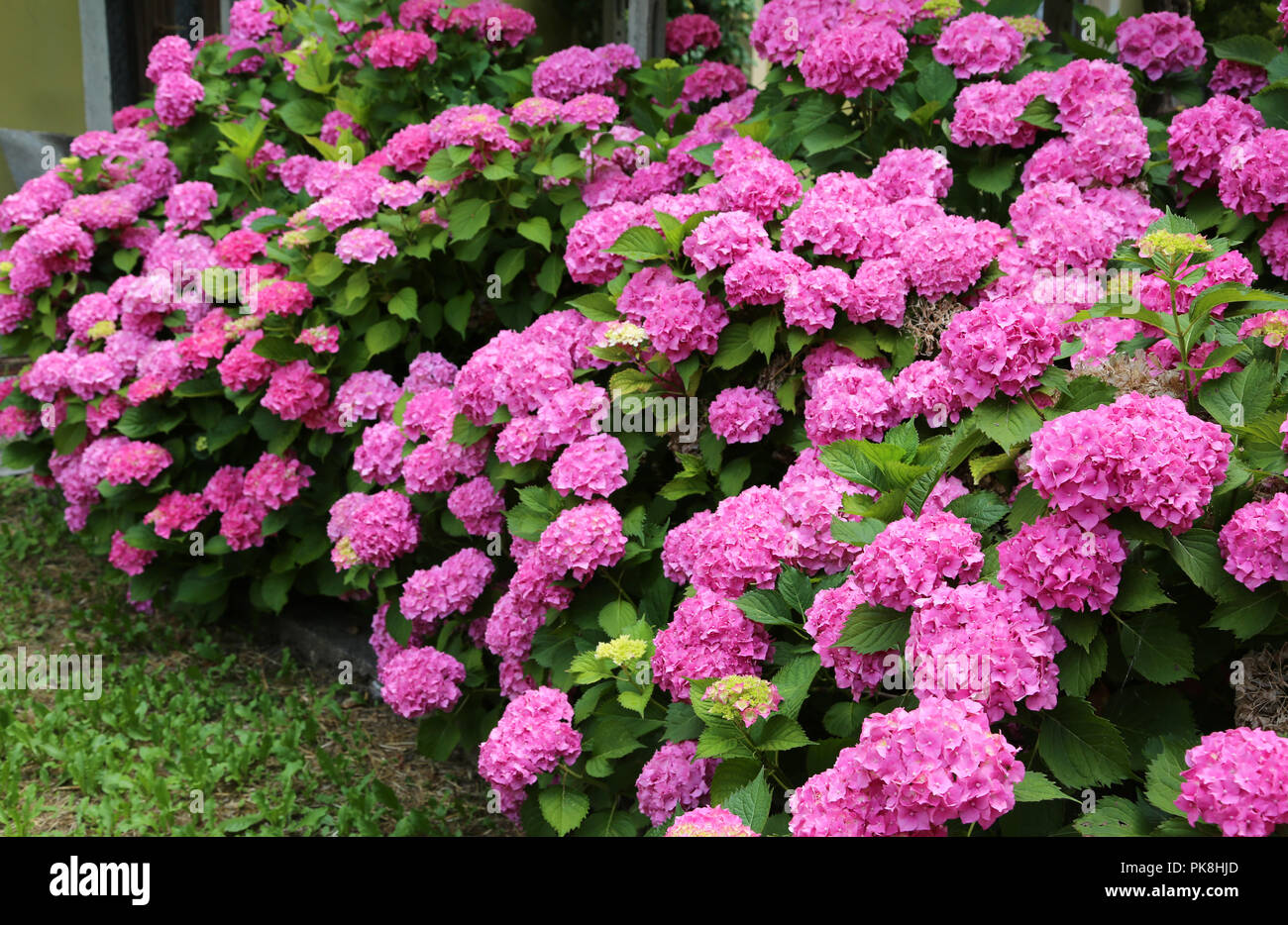 beautiful giant fuchsia hydrangeas in a flowery garden Stock Photo - Alamy