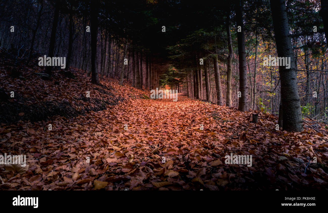 Scary autumn forest with trail. Colorful l Amazing scene with mystical ...