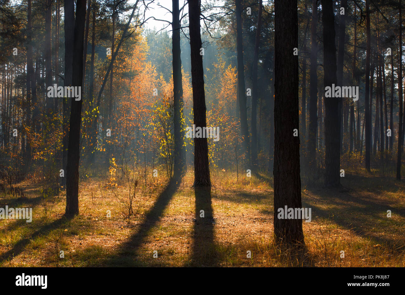 Walk in the autumn forest. Autumn colors. Sun rays Stock Photo - Alamy
