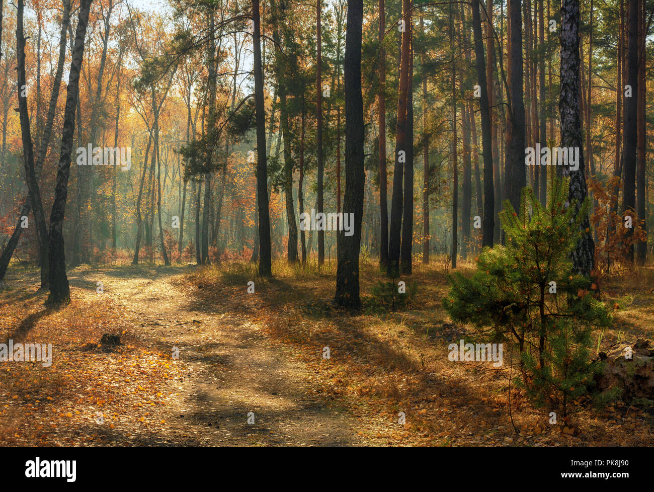 Path in forest rays hi-res stock photography and images - Alamy