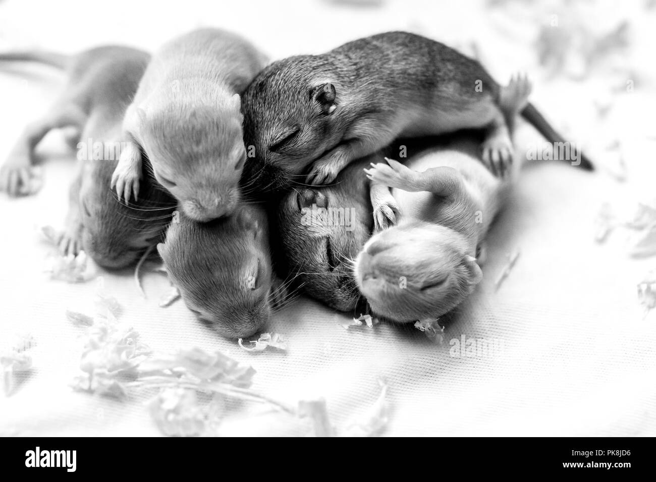 Baby Mice High Resolution Stock Photography and Images - Alamy