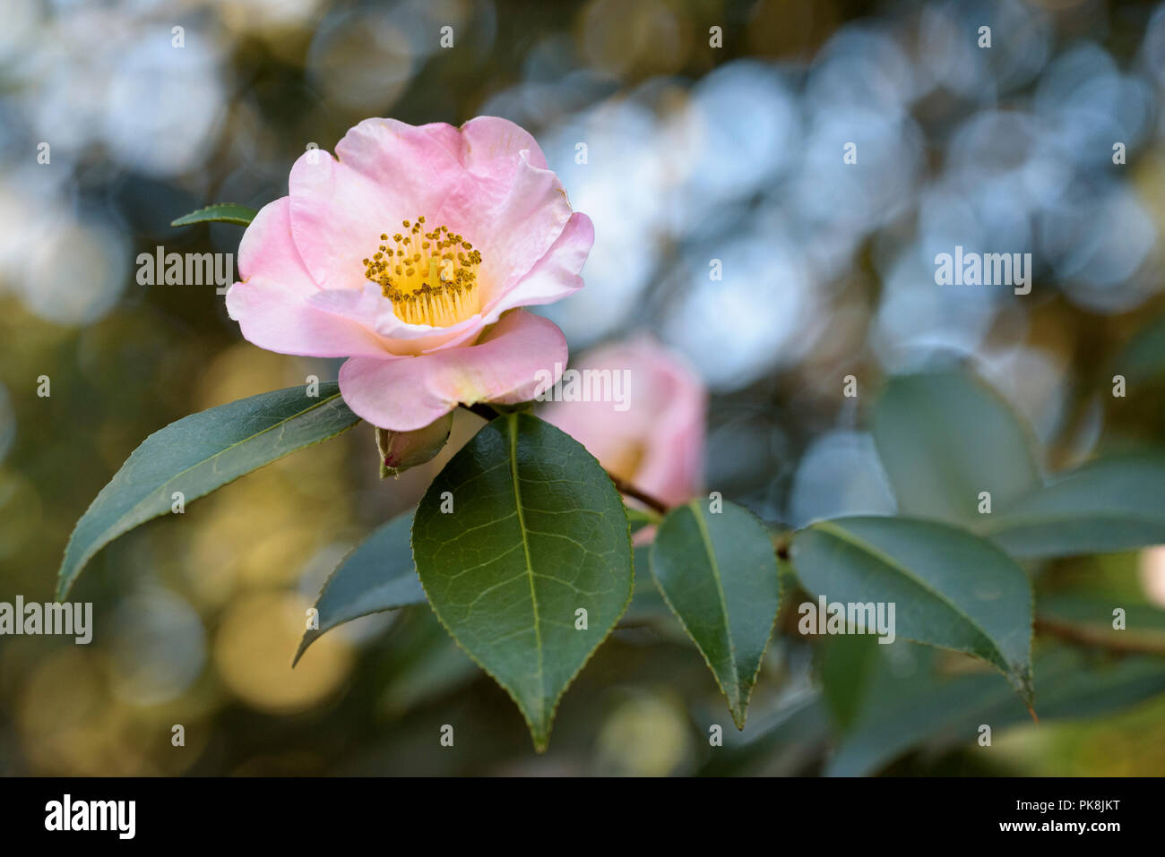 Camellia elizabeth rothschild hi-res stock photography and images - Alamy